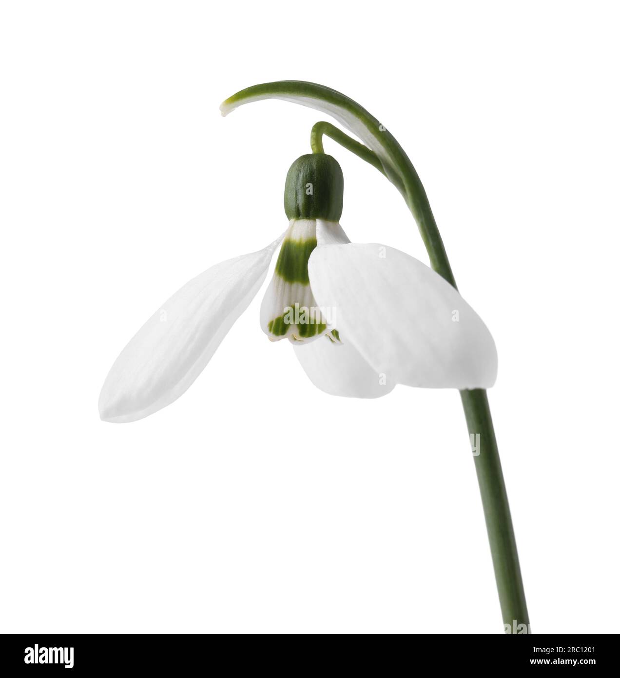 Spring snowdrop flower snow Cut Out Stock Images & Pictures - Alamy