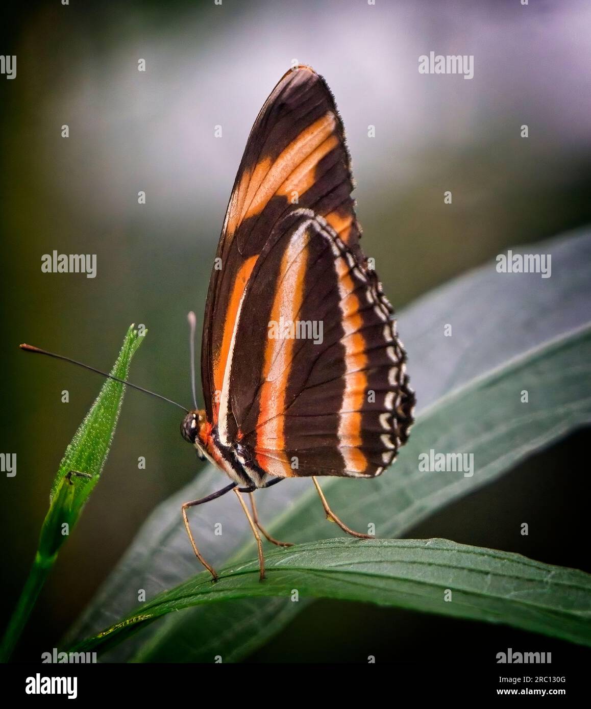 Zebra Long Wing Butterfly Calgary Zoo Alberta Stock Photo - Alamy