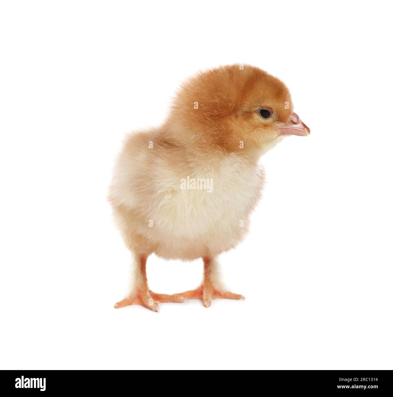 Cute fluffy baby chicken on white background Stock Photo - Alamy