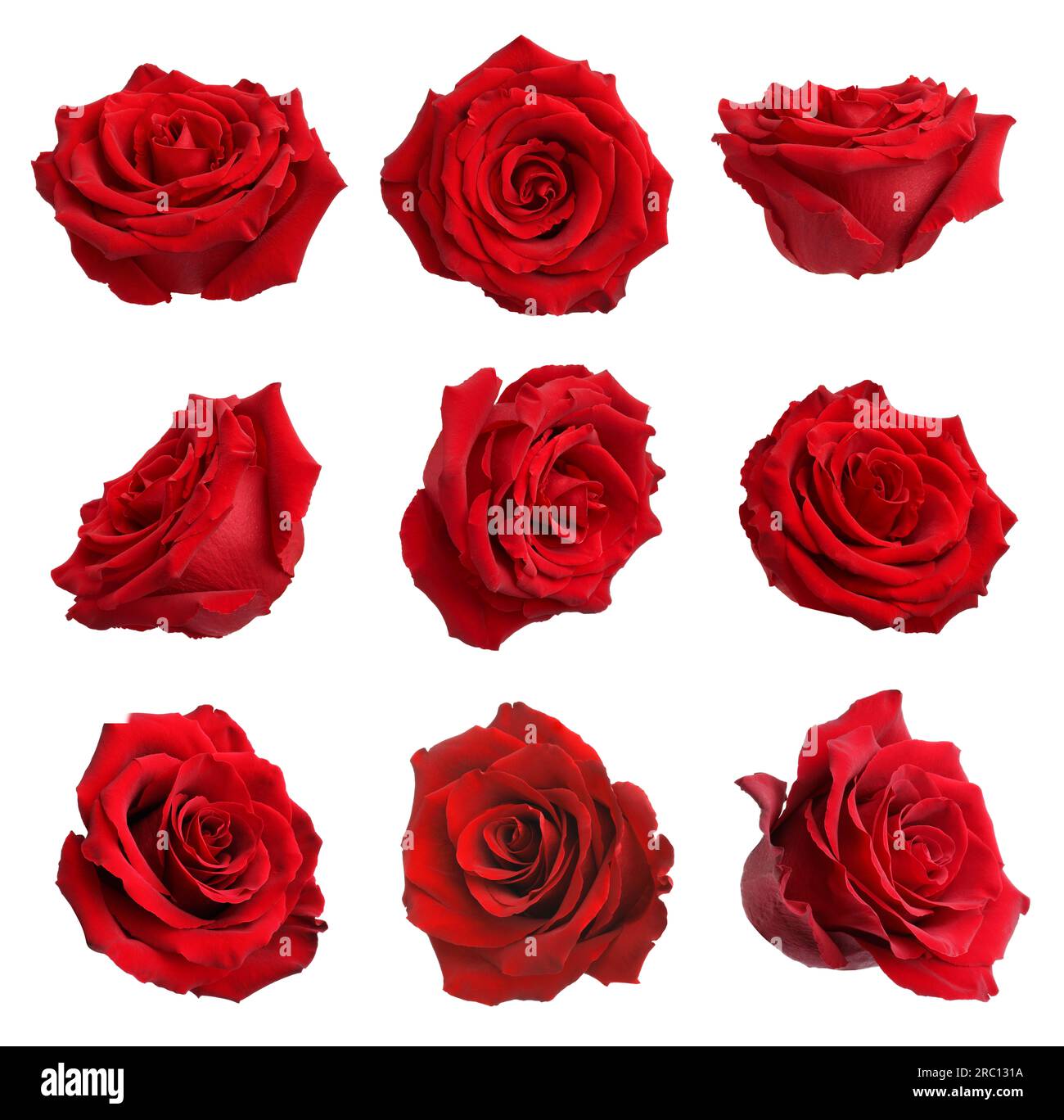 Set one rose flower Cut Out Stock Images & Pictures - Alamy