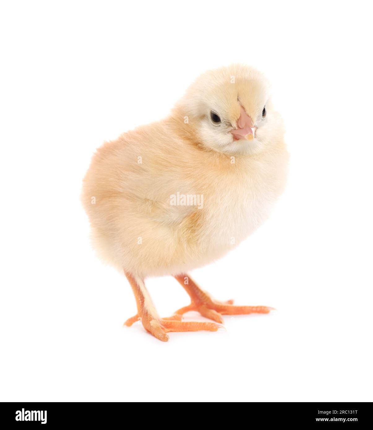 Cute fluffy baby chicken on white background Stock Photo - Alamy