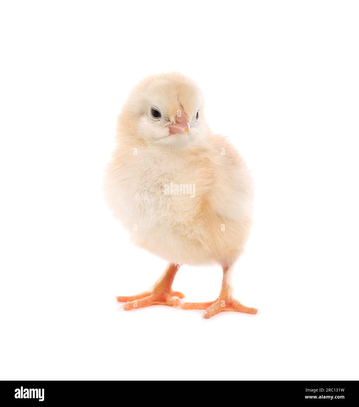 Cute fluffy baby chicken on white background Stock Photo - Alamy
