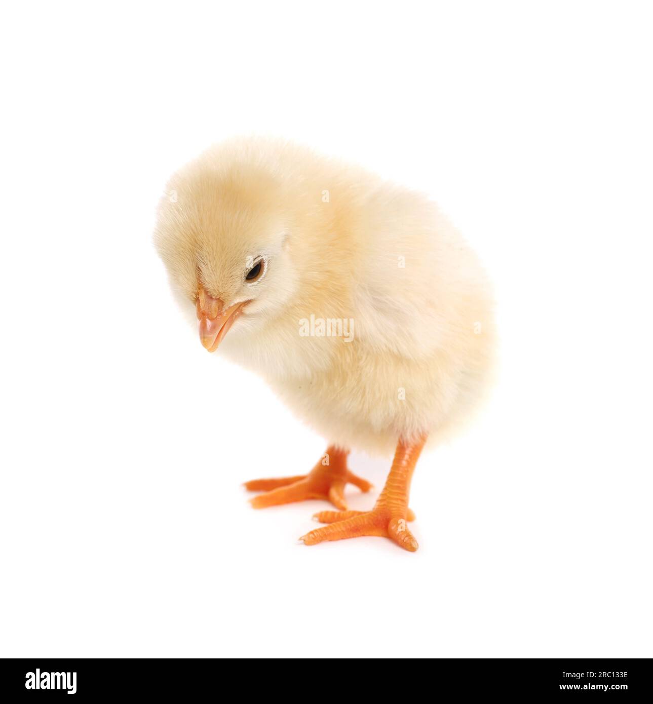 Cute fluffy baby chicken on white background Stock Photo - Alamy