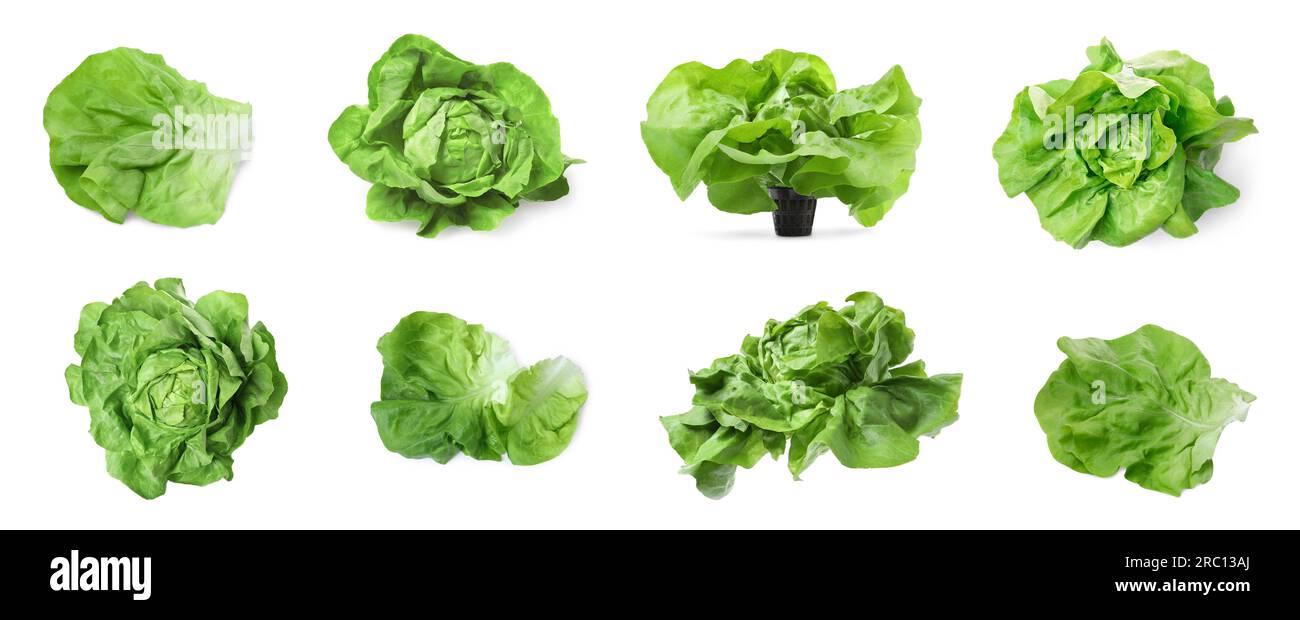 Set of fresh butterhead lettuce on white background, different views ...