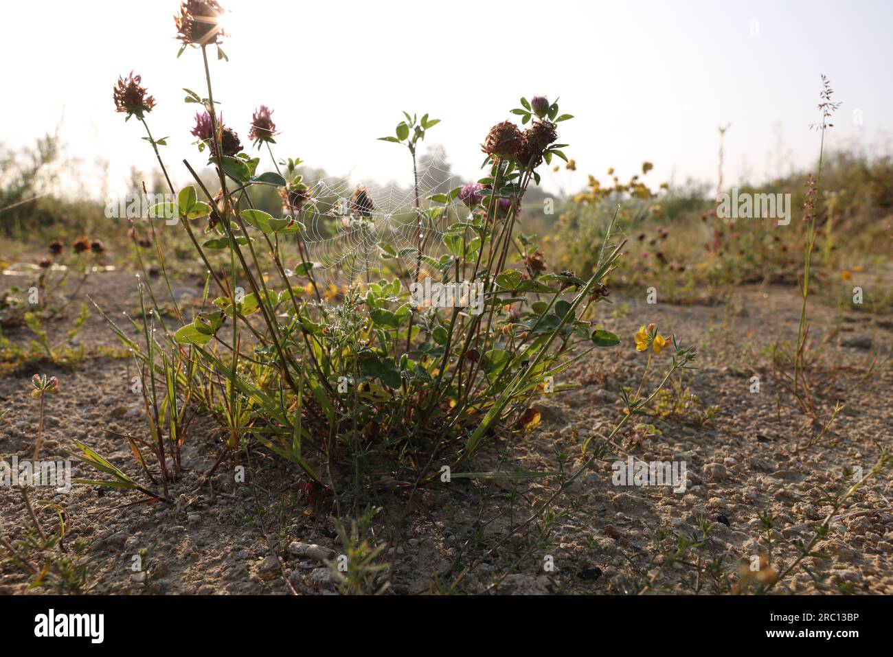Spider web on clover plant outdoors on summer day Stock Photo - Alamy