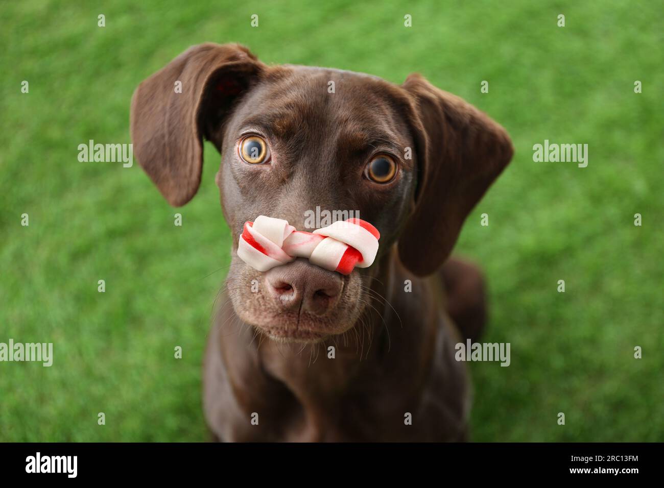 Cute German Shorthaired Pointer dog with chew bone on nose on grass ...