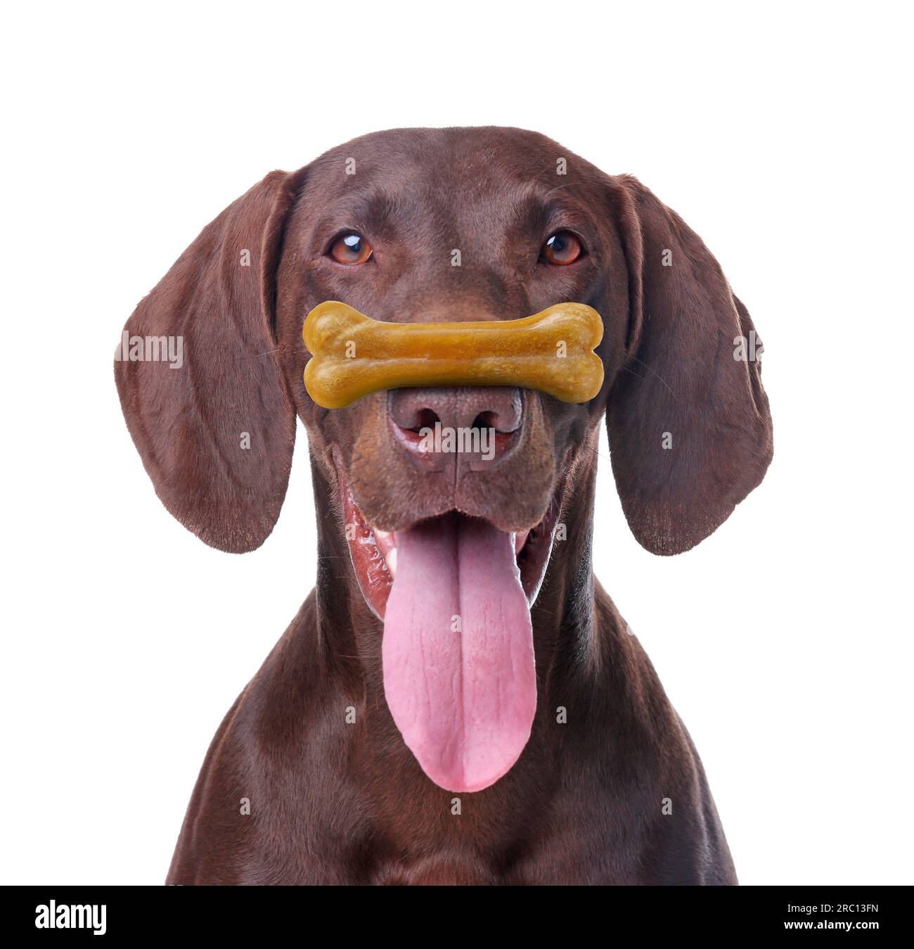 Cute German Shorthaired Pointer dog with chew bone on nose against ...