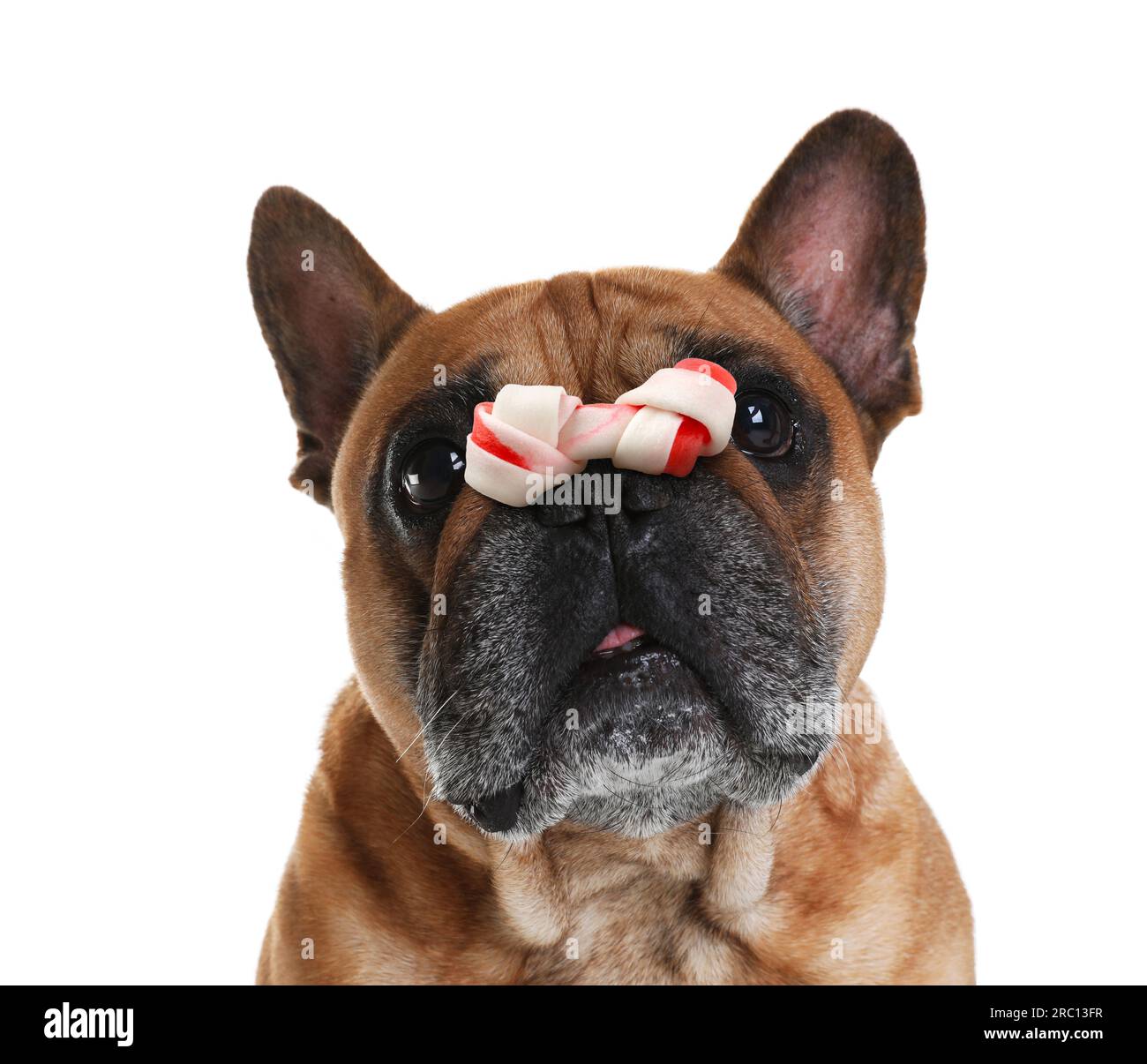 Cute French bulldog with bone dog treat on nose against white ...
