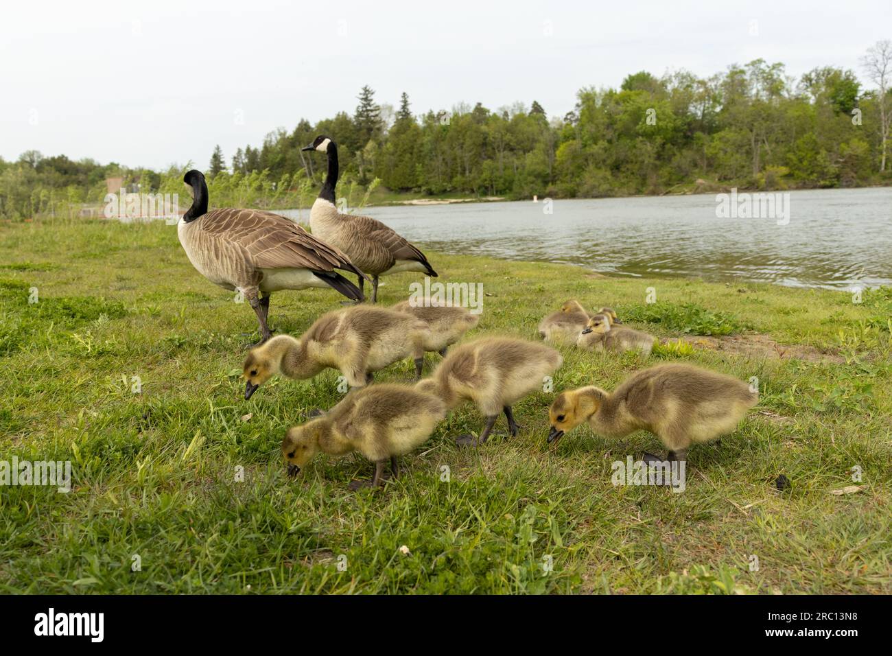 Baby geese flock - geese eating - cute canadian geese - tiny cute baby ...