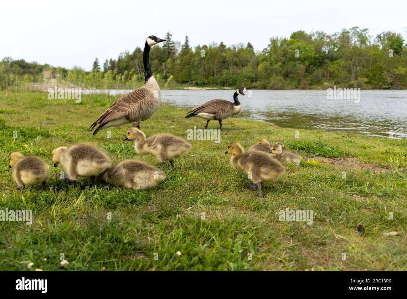 Baby geese flock - geese eating - cute canadian geese - tiny cute baby ...