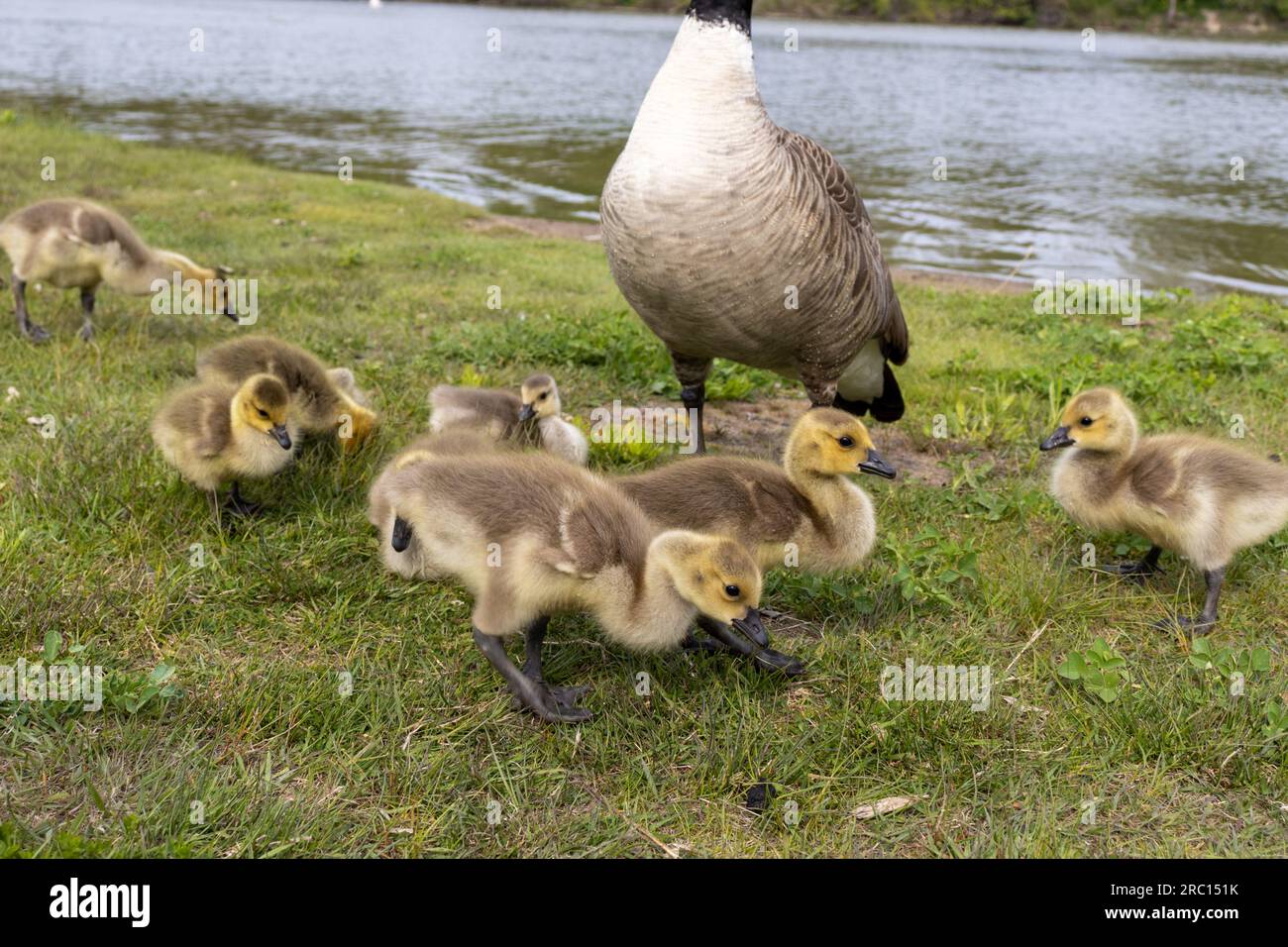 Baby geese flock - geese eating - cute canadian geese - tiny cute baby ...