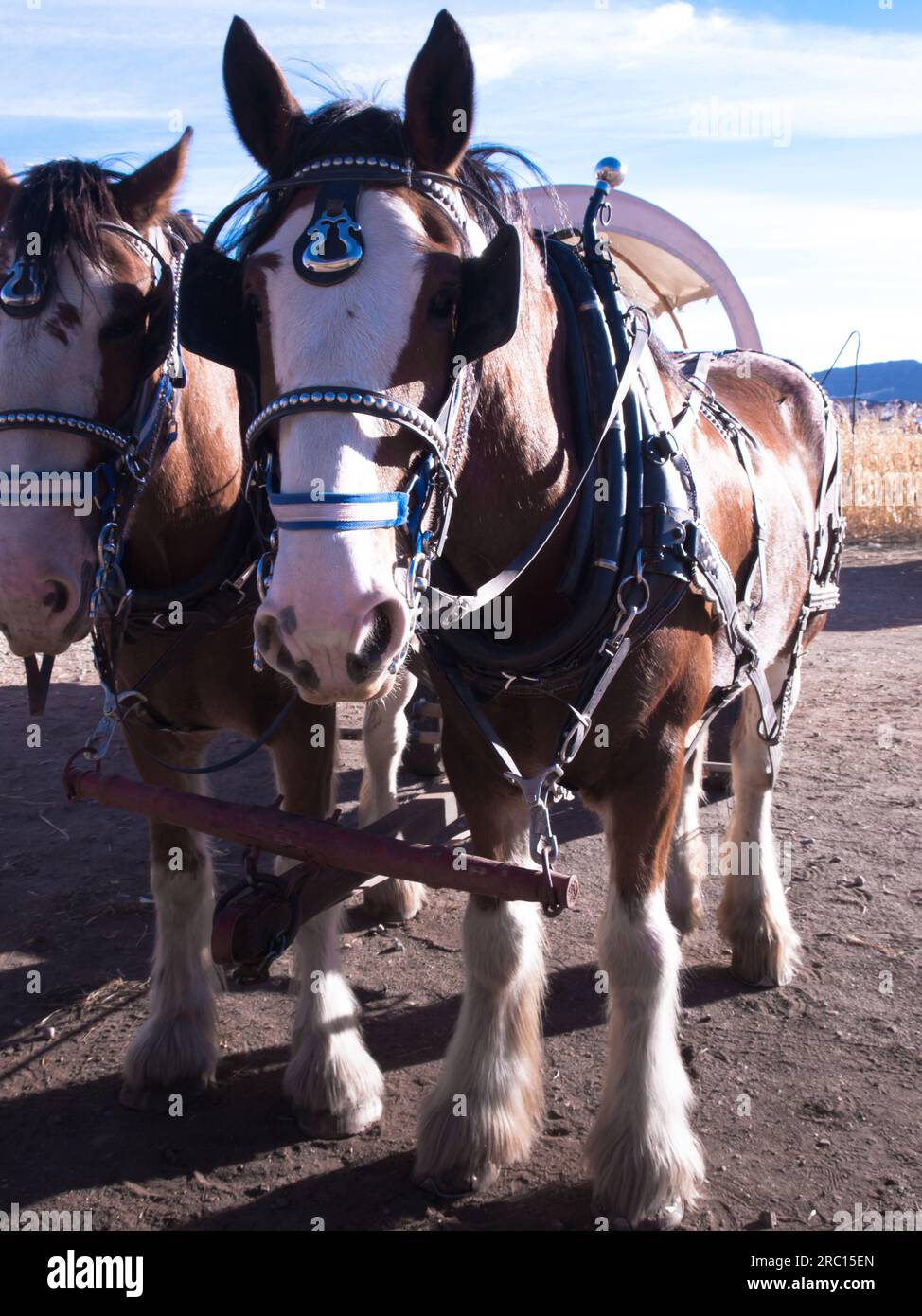 Horses pulling a carriage Stock Photo - Alamy