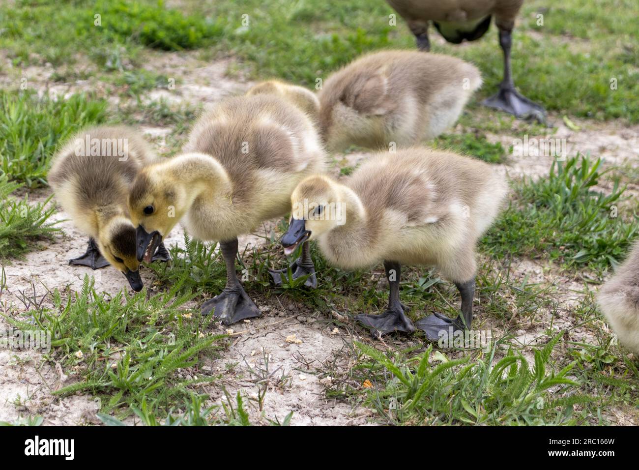 Baby geese flock - geese eating - cute canadian geese - tiny cute baby ...