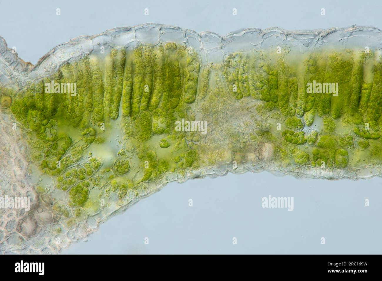 Maple leaf, light micrograph Stock Photo - Alamy