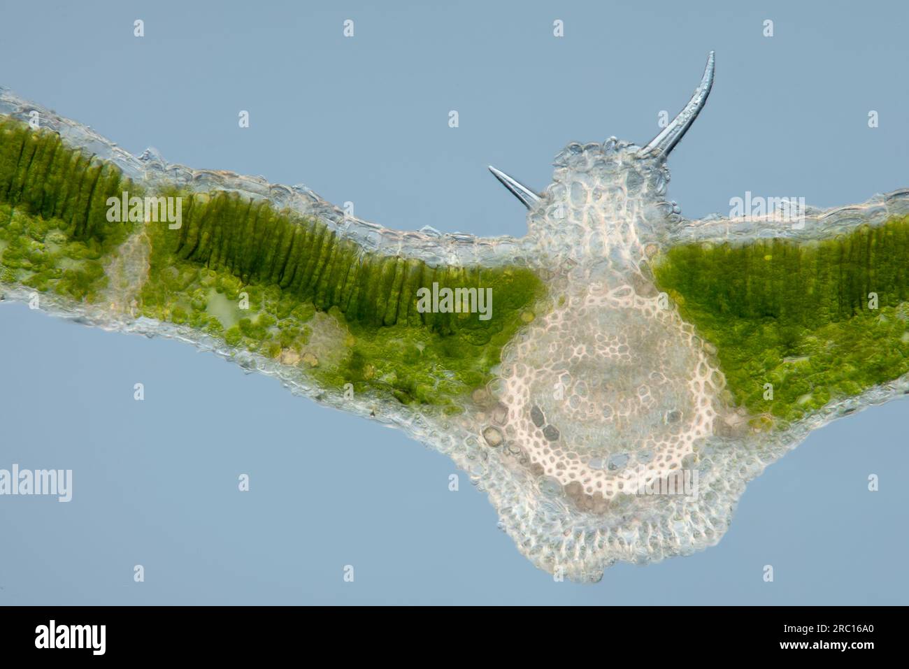 Maple leaf, light micrograph Stock Photo - Alamy