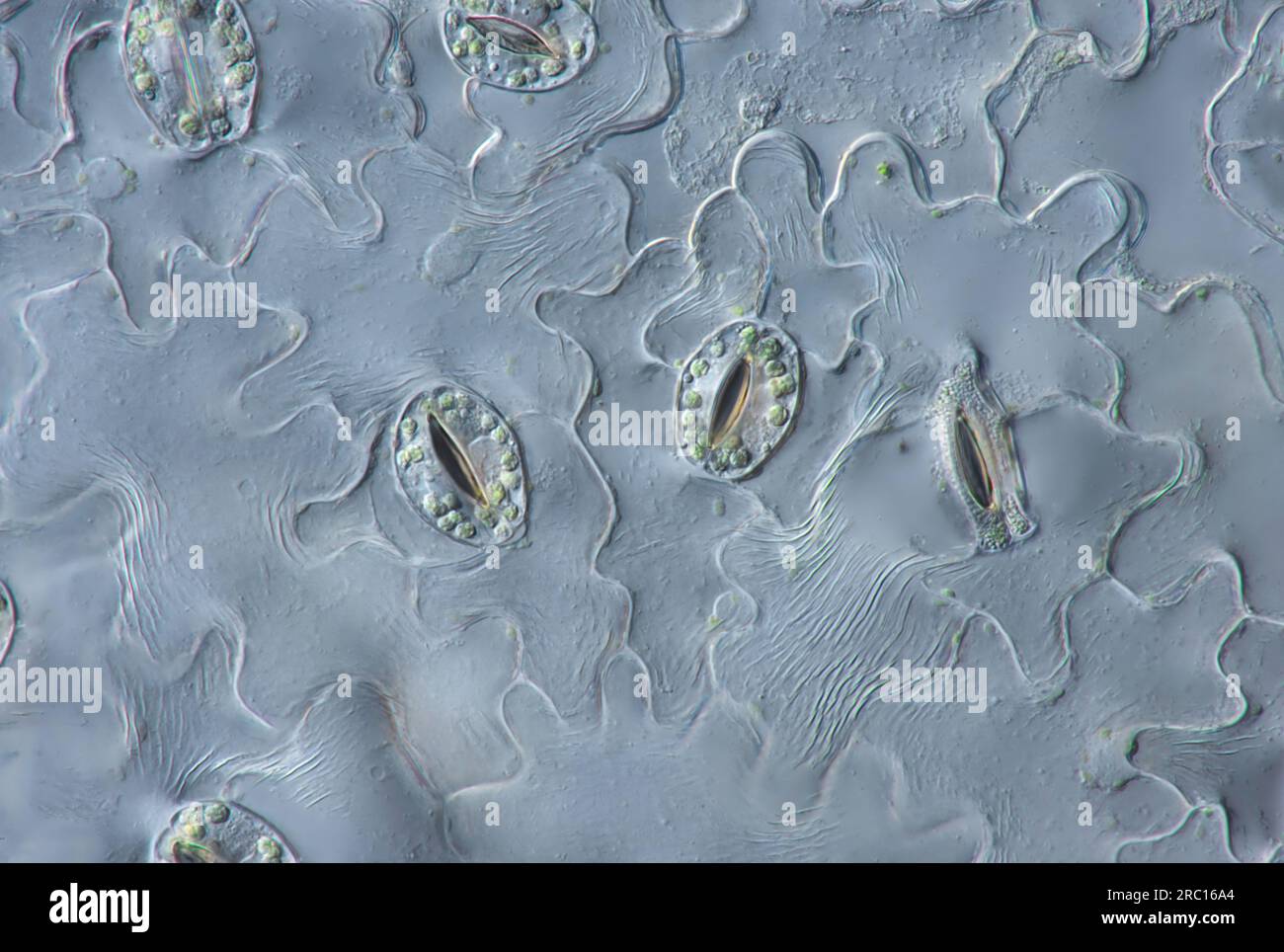 Stomata on Cyclamen leaf, light micrograph Stock Photo - Alamy