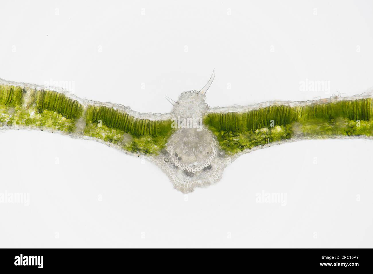 Maple leaf, light micrograph Stock Photo - Alamy