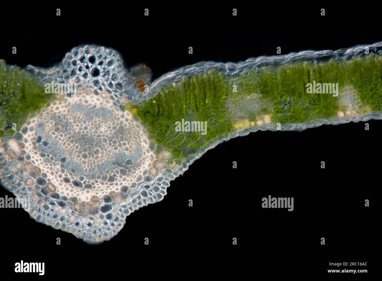 Maple leaf, light micrograph Stock Photo - Alamy