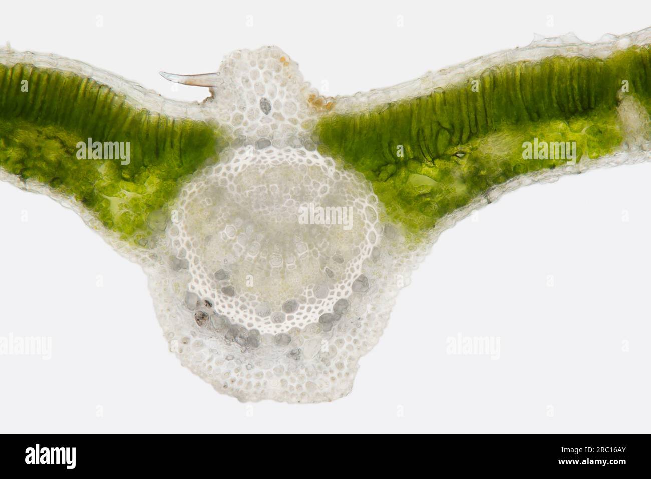 Maple leaf, light micrograph Stock Photo - Alamy