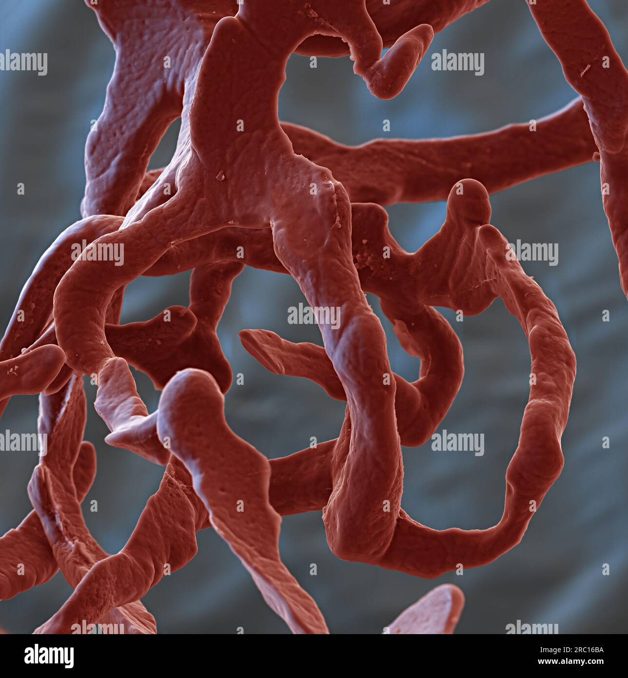 Capillary blood vessels, SEM Stock Photo - Alamy