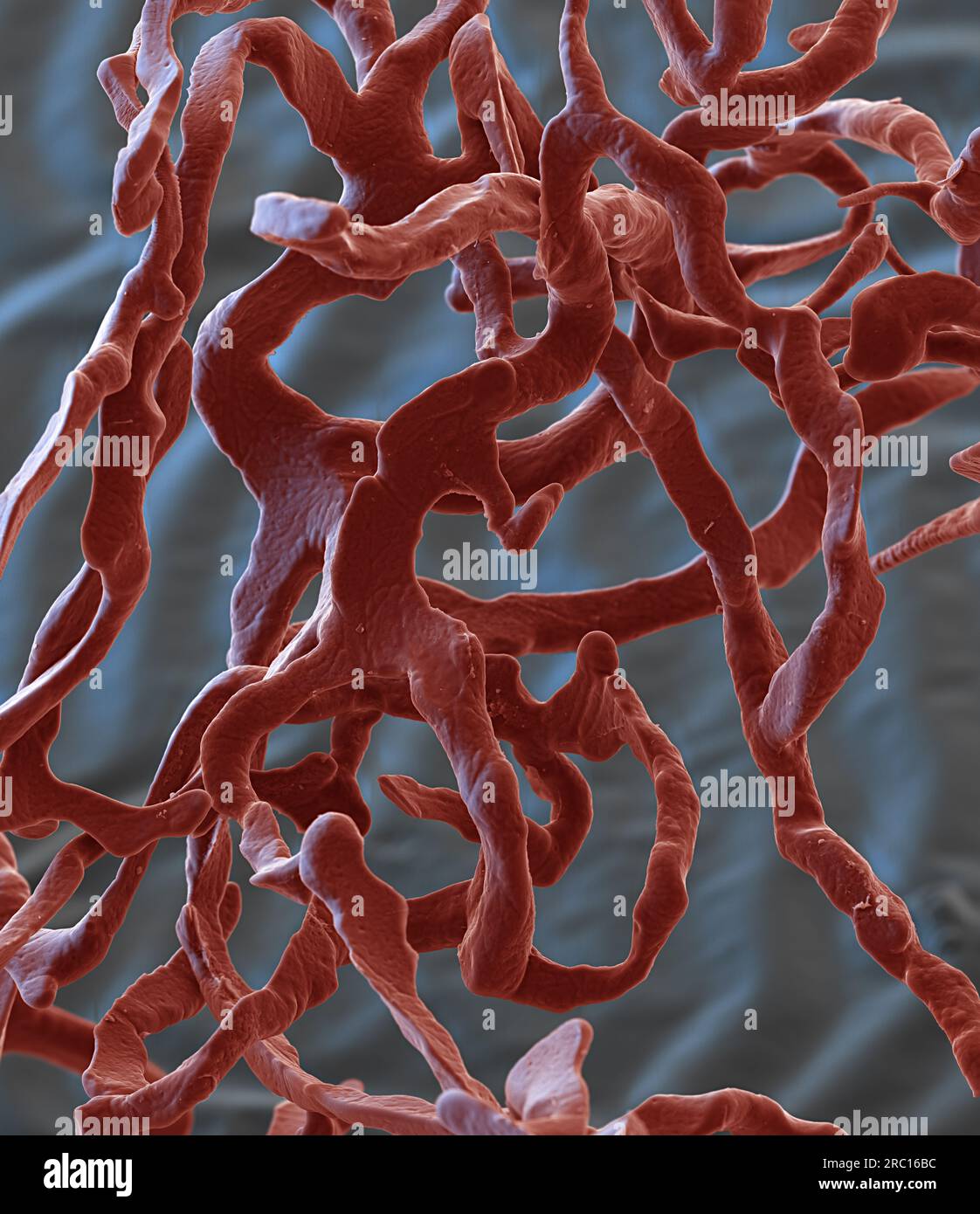 Capillary blood vessels, SEM Stock Photo - Alamy