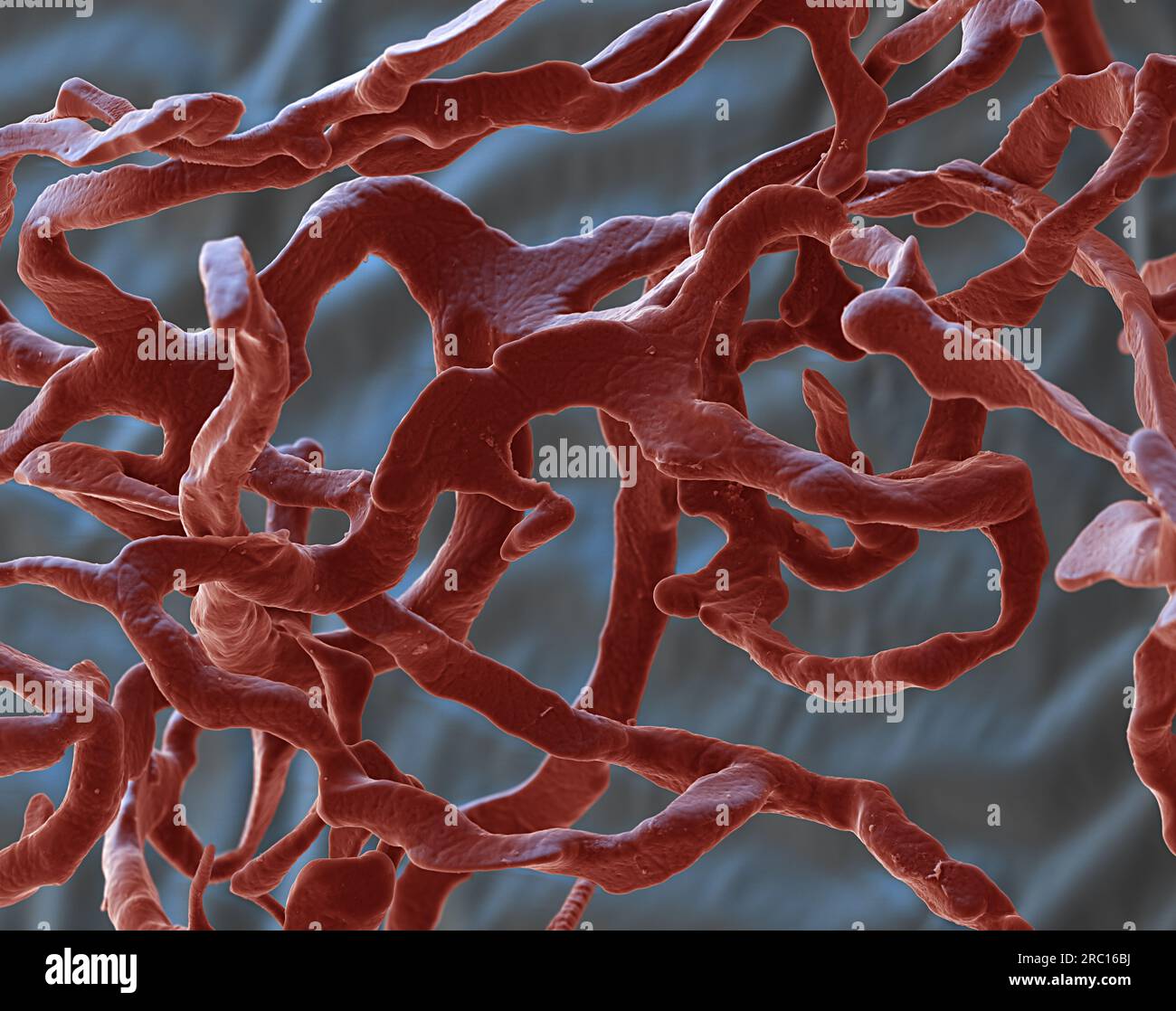 Capillary blood vessels, SEM Stock Photo - Alamy