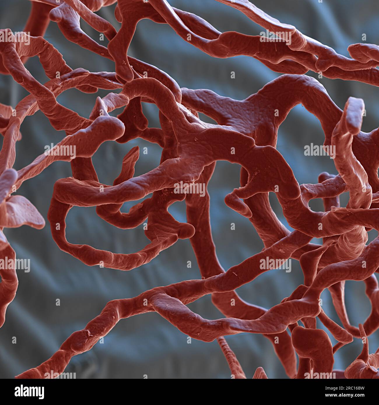 Capillary blood vessels, SEM Stock Photo - Alamy