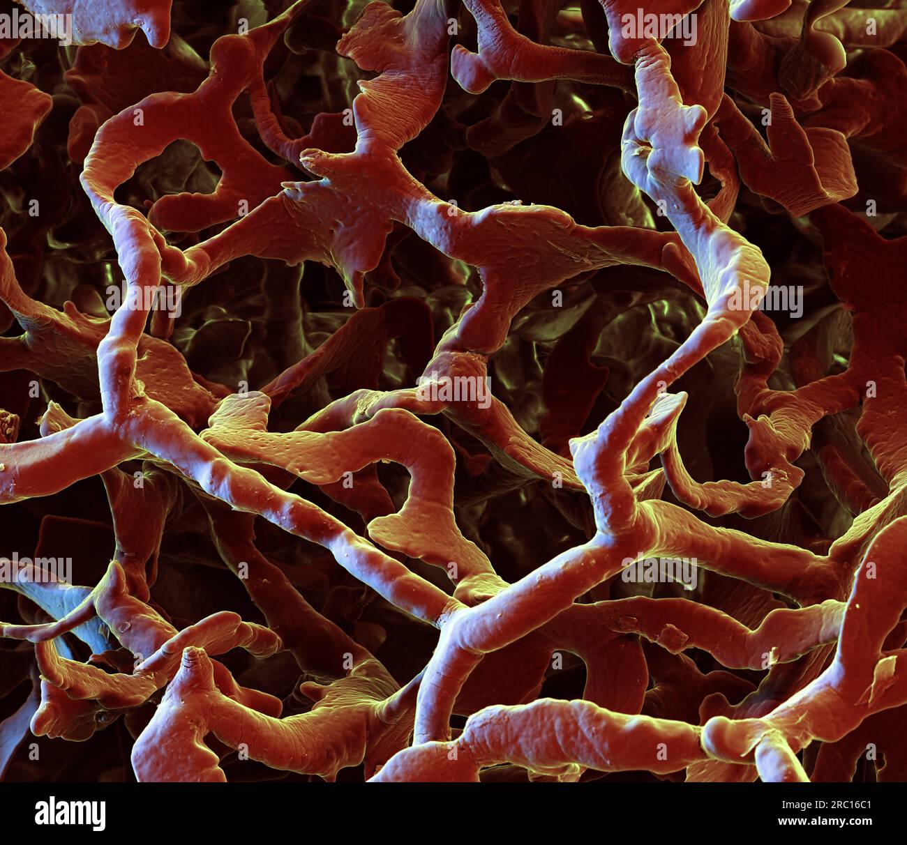 Capillary blood vessels, SEM Stock Photo - Alamy