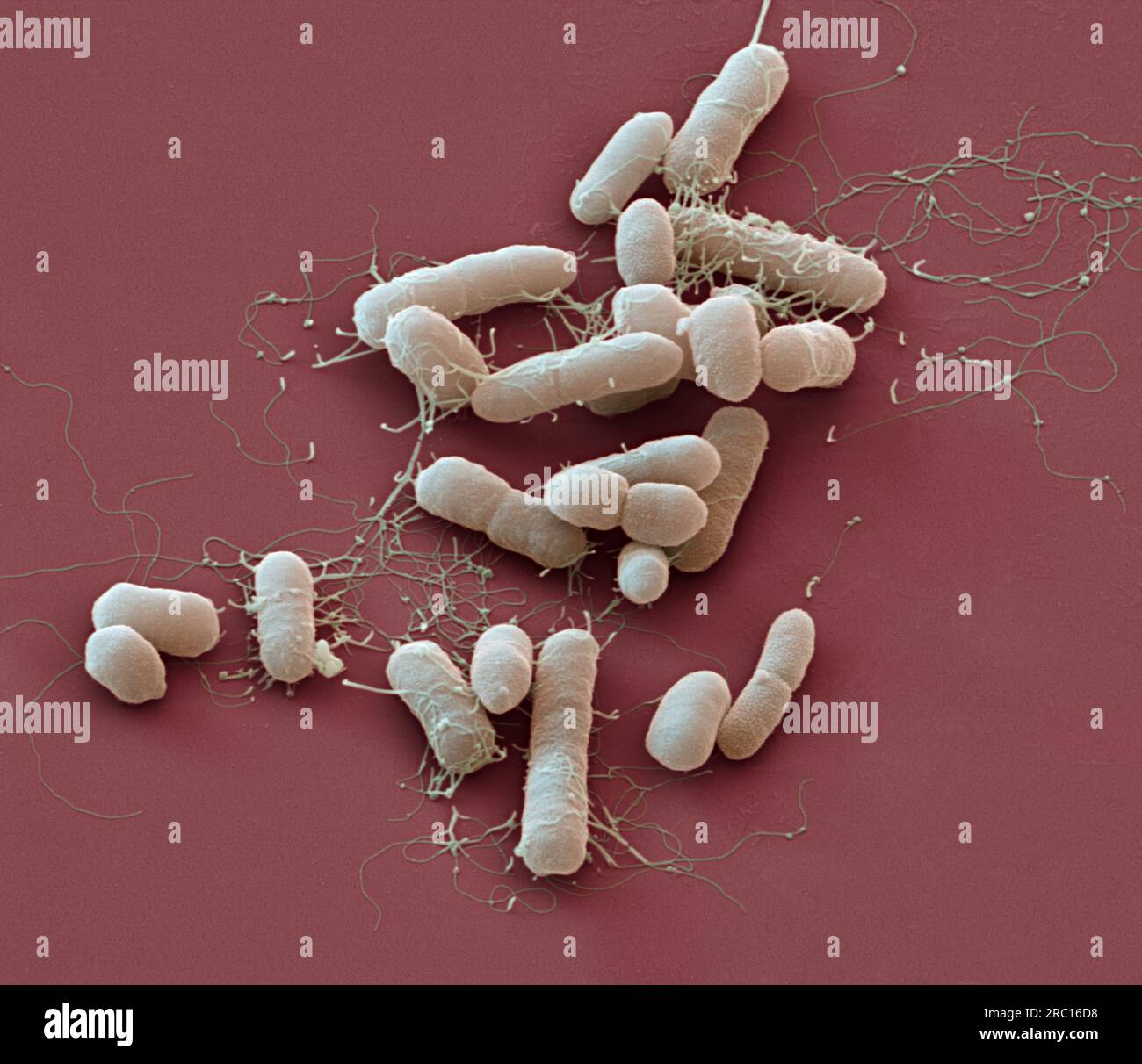 Proteus mirabilis bacteria, SEM Stock Photo - Alamy