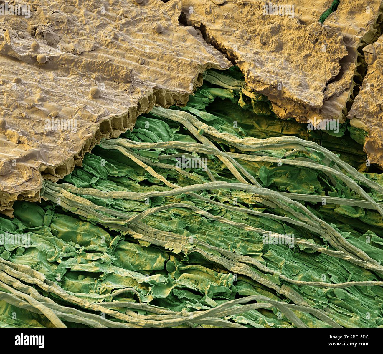 Seagrass stalk, SEM Stock Photo - Alamy