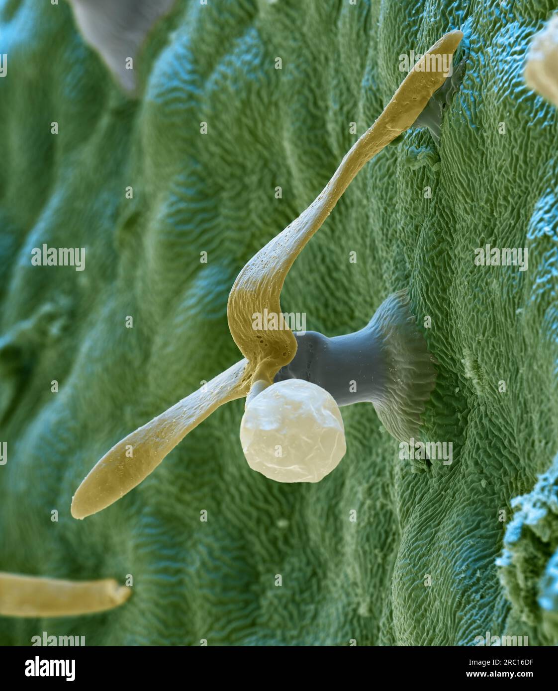 Rosemary leaf trichome, SEM Stock Photo - Alamy