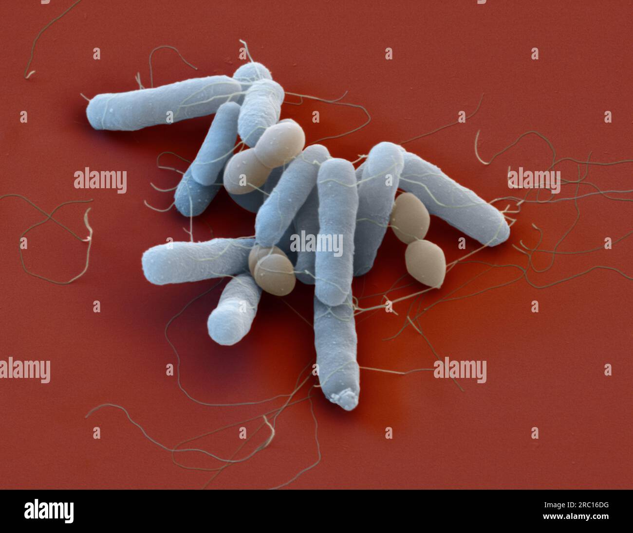 Salmonella Typhi bacteria, SEM Stock Photo - Alamy