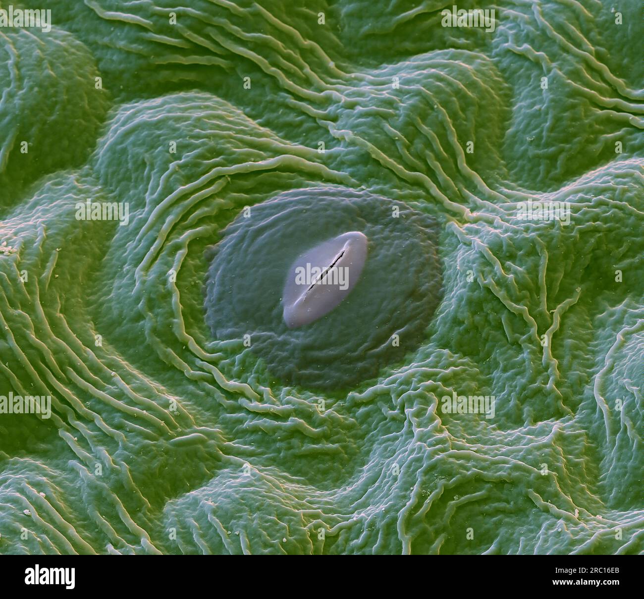 Closed stoma, SEM Stock Photo - Alamy