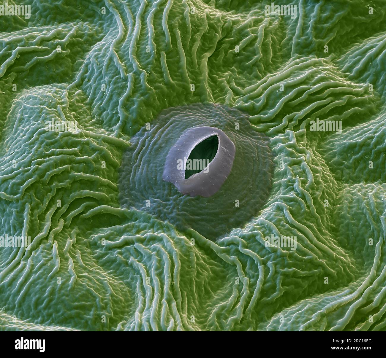 Open stoma, SEM Stock Photo - Alamy