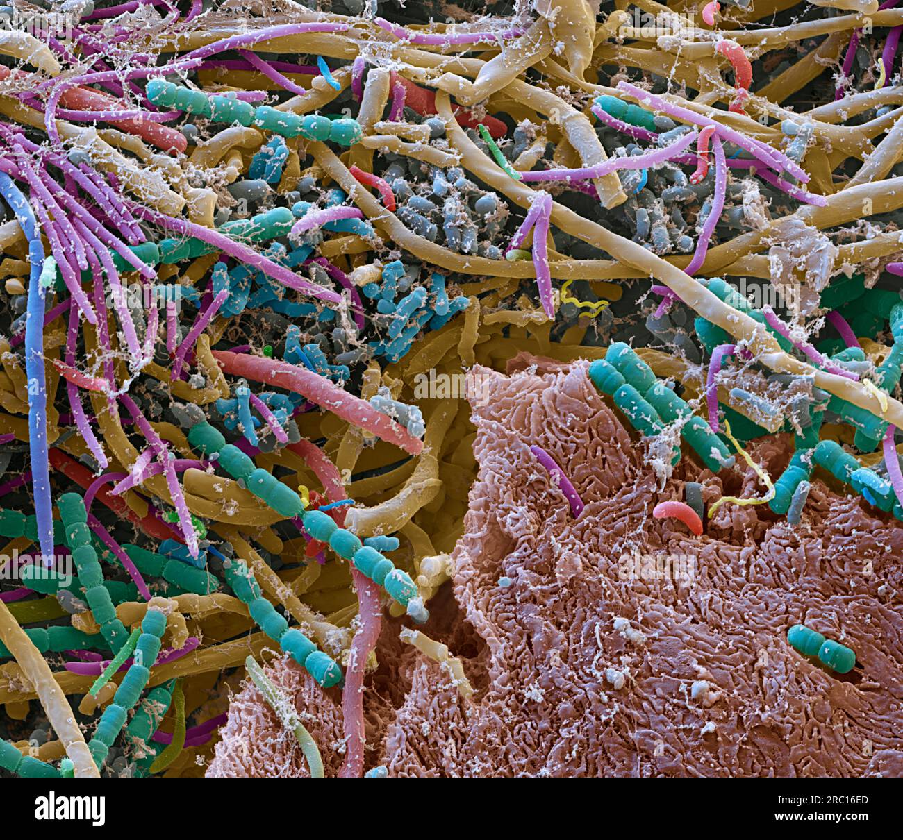 Oral flora, SEM Stock Photo - Alamy