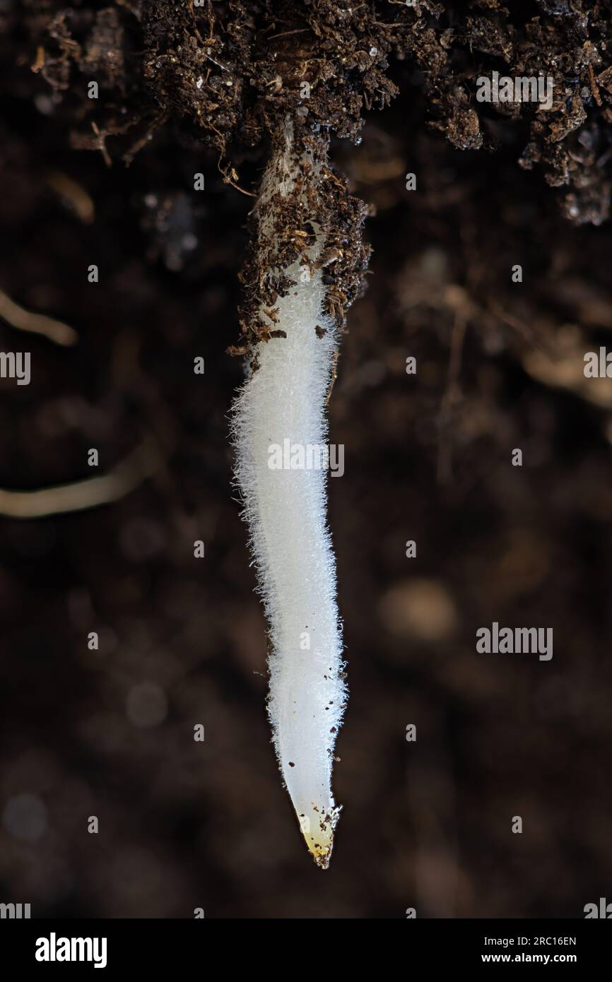 Agapanthus root, macrophotograph Stock Photo - Alamy