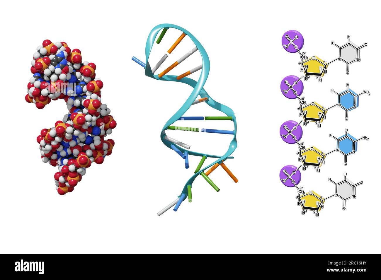 RNA molecules, illustration Stock Photo - Alamy