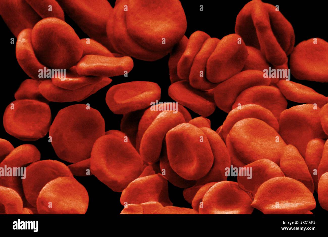 Red blood cells, SEM Stock Photo - Alamy
