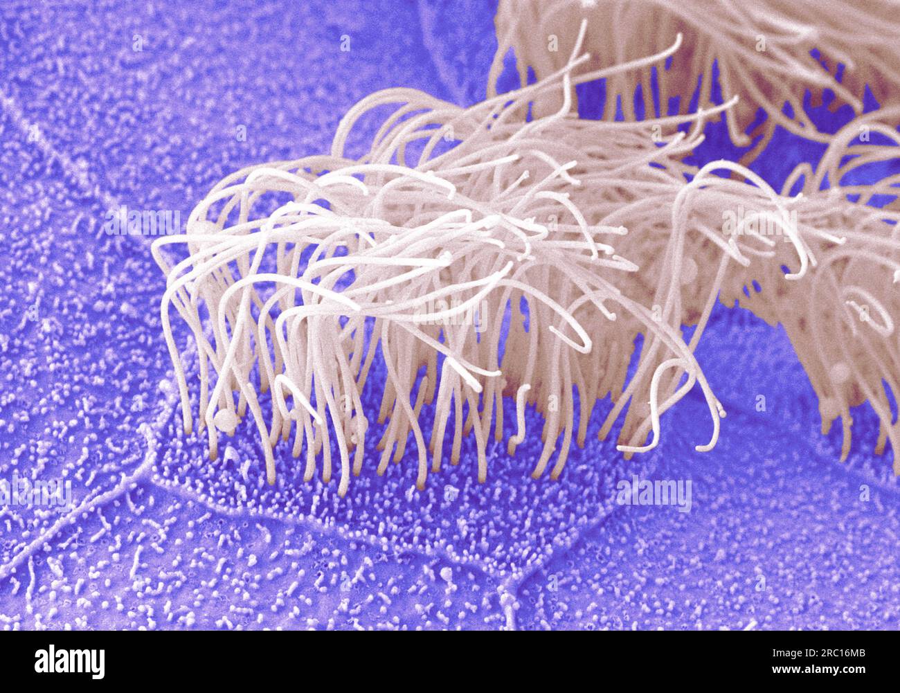 Newt larvae ciliated cells, SEM Stock Photo - Alamy