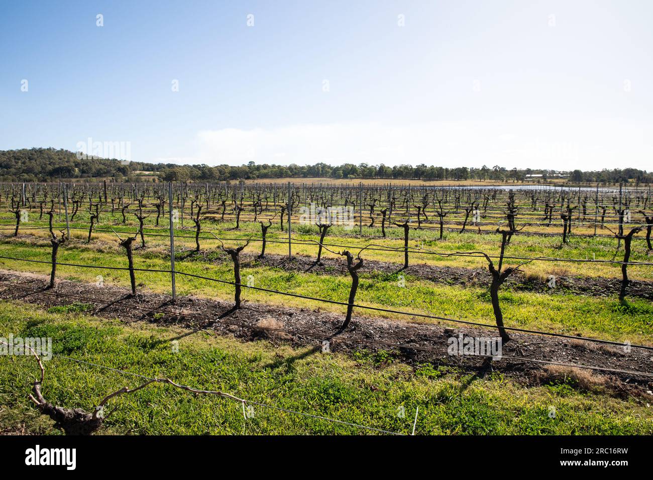 Hunter Valley, NSW, Australia Stock Photo - Alamy