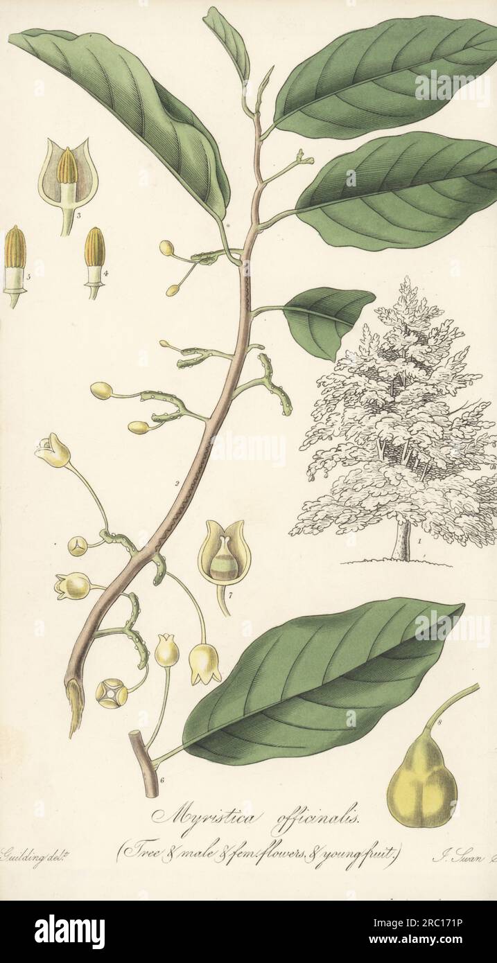 Nutmeg tree fruit flower hi-res stock photography and images - Alamy