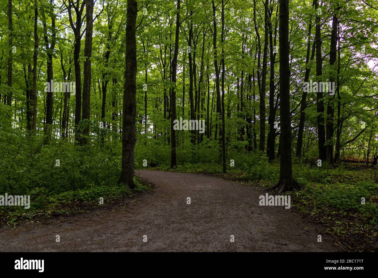 Forest pathway background - green trees, leaves. Taken in Toronto ...