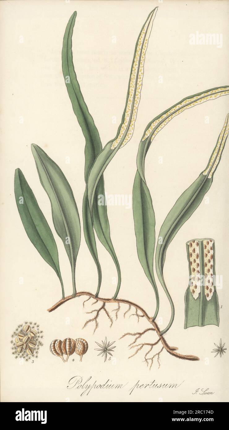 Pyrrosia lanceolata. Epiphytic fern native to China, introduced by the ...