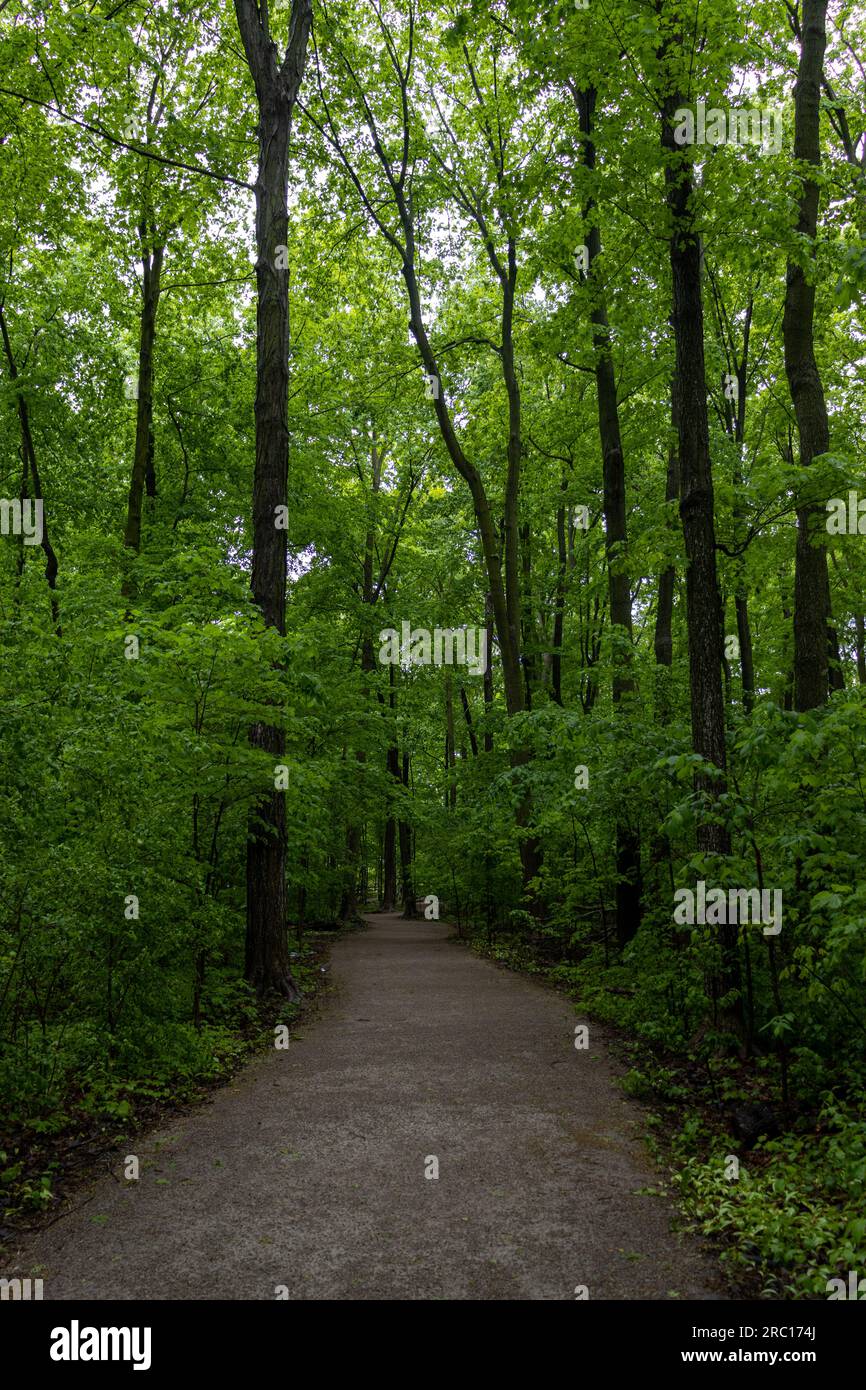Forest pathway background - green trees. Taken in Toronto, Canada Stock ...