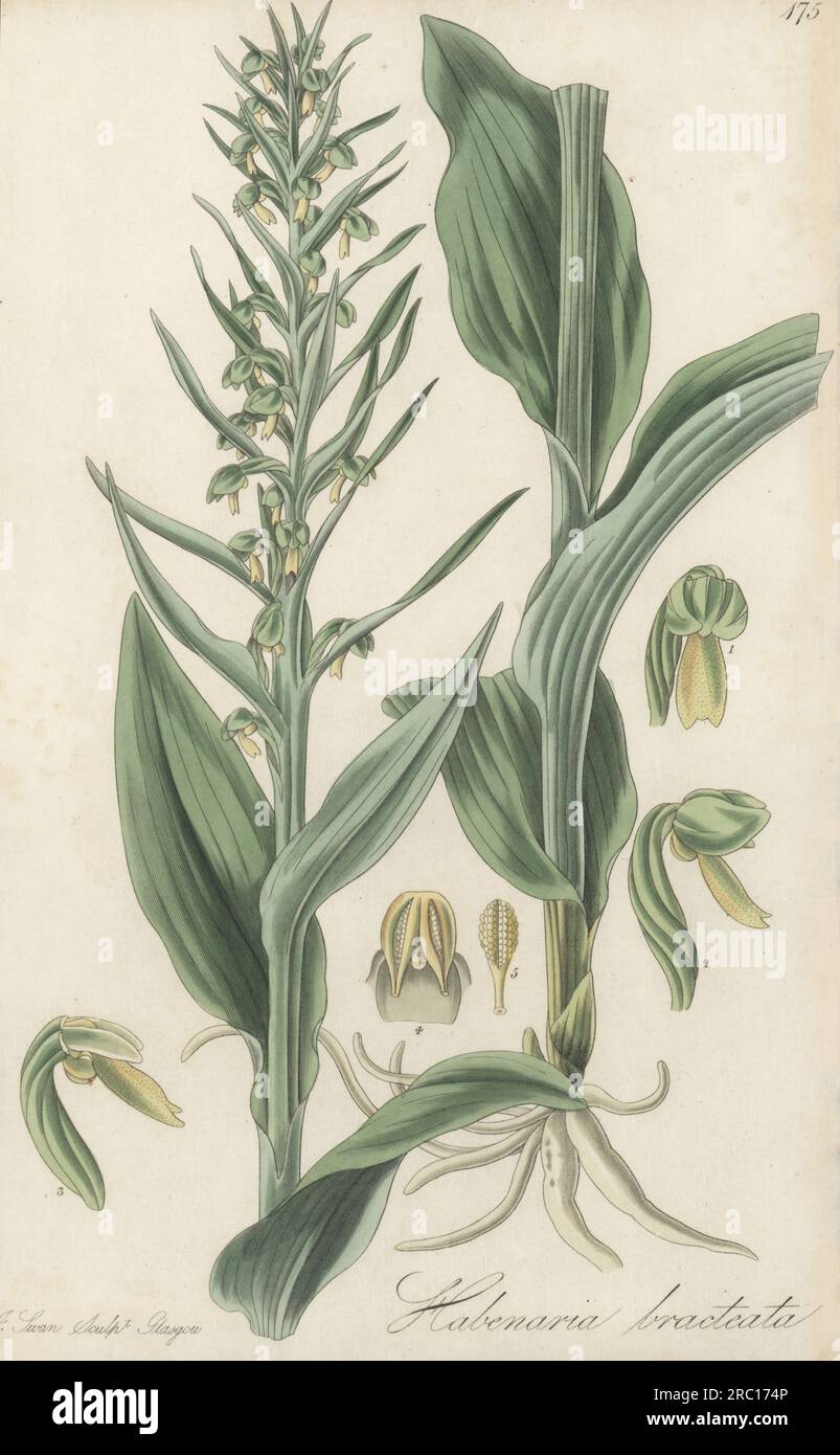 Long bracted habenaria hi-res stock photography and images - Alamy