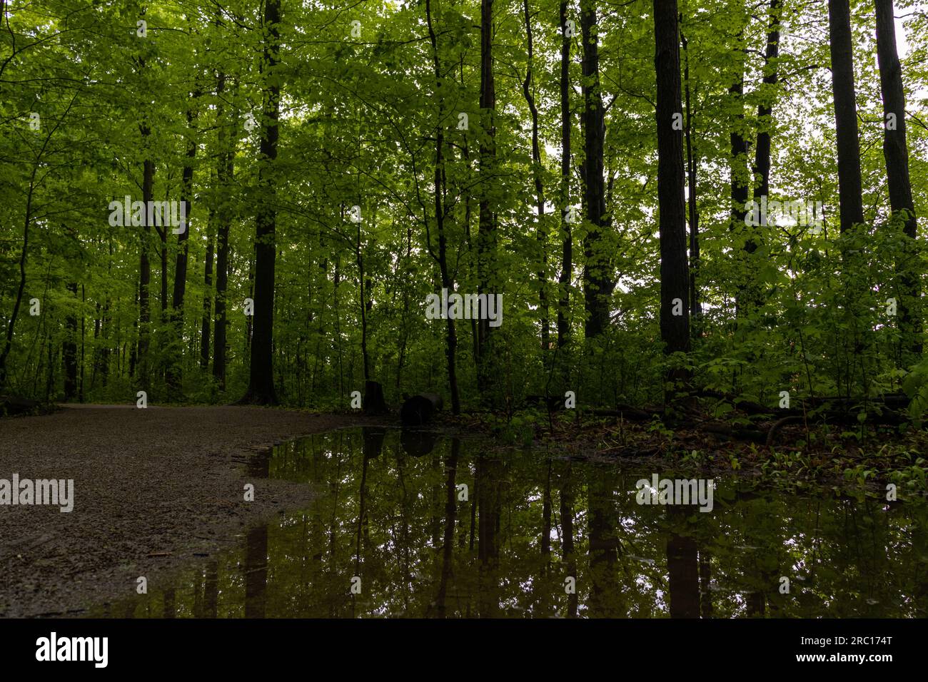 Forest background with puddle reflection. Taken in Toronto, Canada ...
