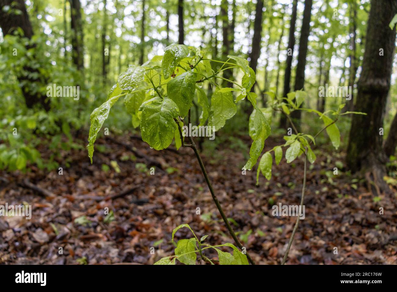 Small tree leaves close up - forest green background. Taken in Toronto ...