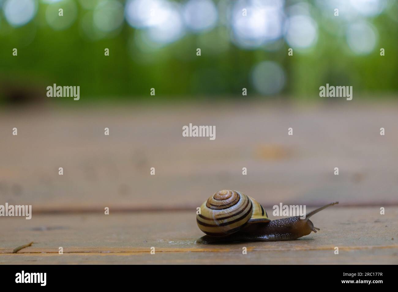 Snail crawling on forest road hi-res stock photography and images - Alamy
