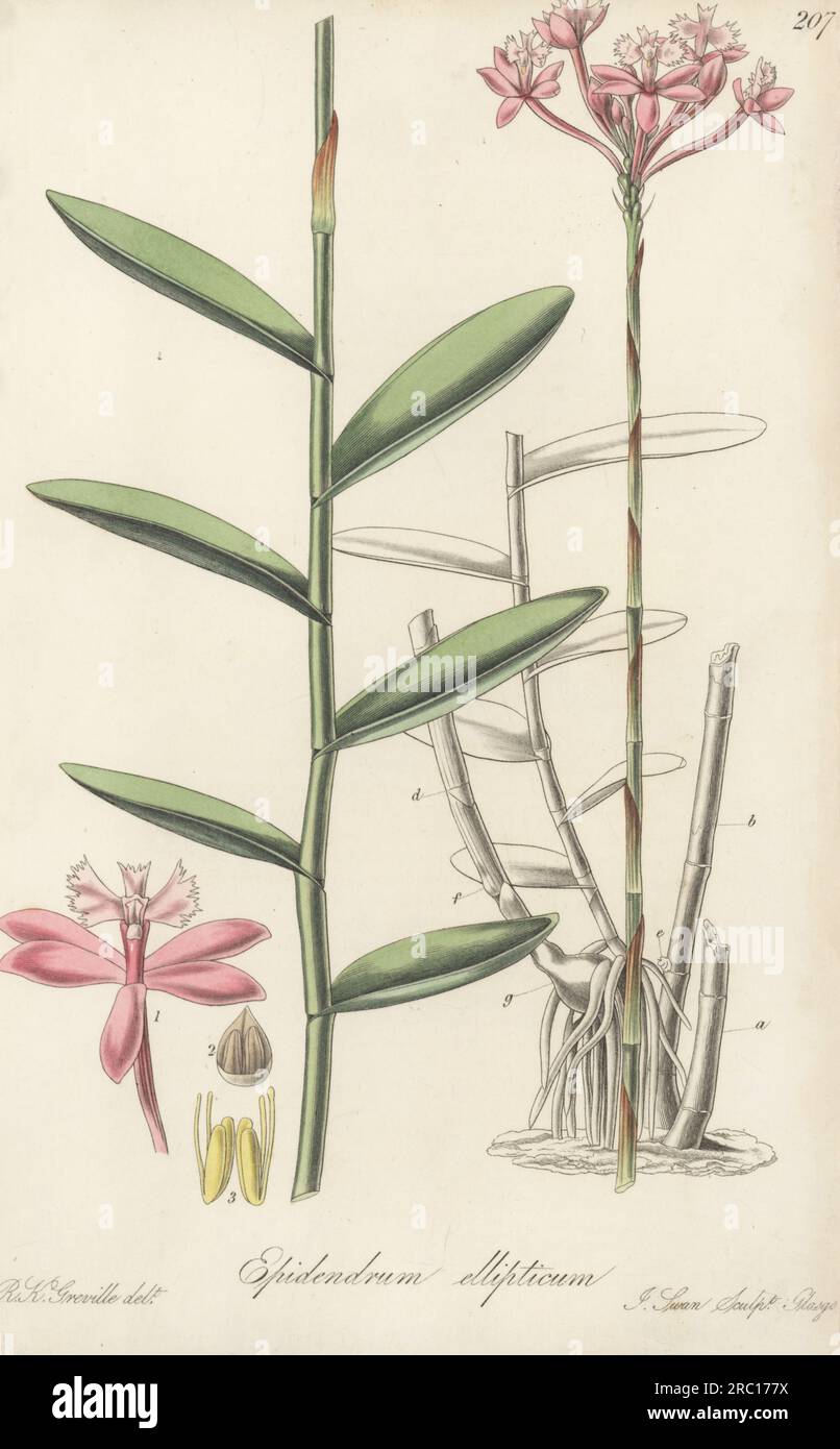 Elliptical-leaved epidendrum orchid, Epidendrum ellipticum. Found in ...