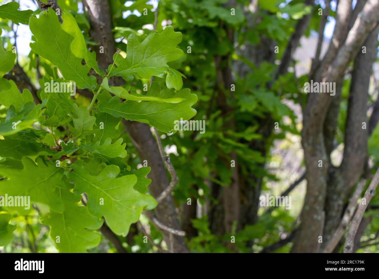 Oak tree leaves - green leaves - spring summer tree. Taken in Toronto ...